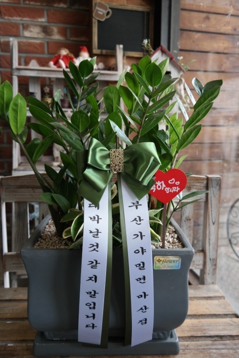 대구개업화분 대구금전수화분대구화분사계절플라워대구달서구두류동꽃집신당동본동송현동장기동호림동용산동꽃집대구꽃배달
