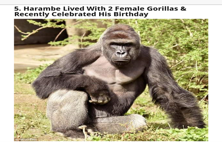 Harambe - 고릴라는 죄가없다. : 네이버 블로그