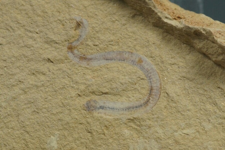 고생대 캄브리아기의 기괴한 생물 크리코코스미아(Cricocosmia) 와 마오티안샤니아(Maotianshania) 화석 ...