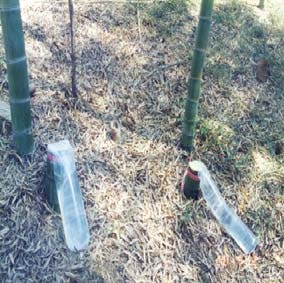 한국 대나무 에서 알려드리는 대나무 수액 채취방법과 시기( sap of bamboo) : 네이버 블로그
