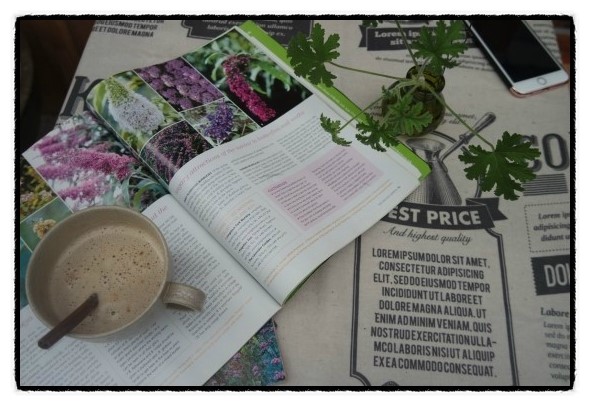 구문초번식하기,로즈제라늄 : 네이버 블로그