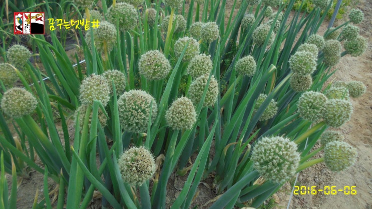 조선대파 씨앗 채종~~~~~~~! : 네이버 블로그