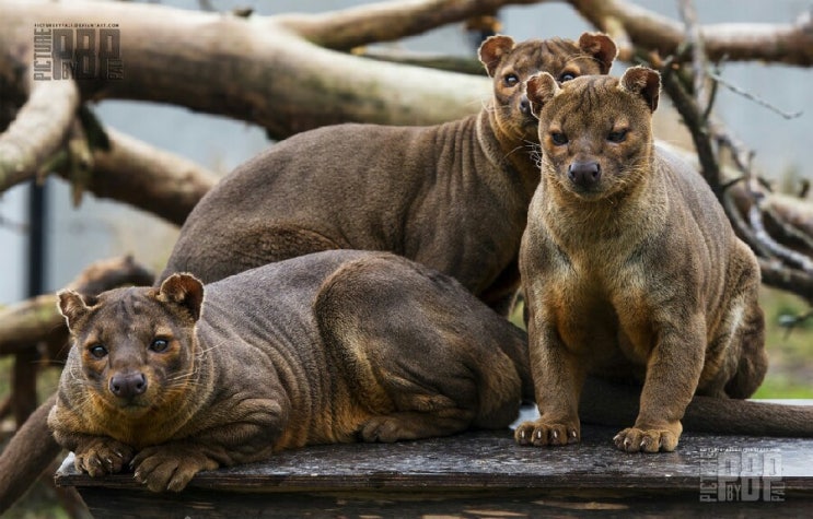 포사(Fossa) : 네이버 블로그