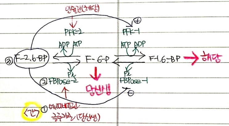 호르몬에 의한 포도당 신생합성 조절 간 Vs 근육 네이버 블로그