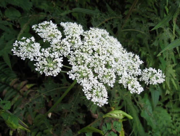 [천연 화장품 성분] 궁궁이 뿌리추출물 Angelica Polymorpha Sinensis Root Extract : 네이버 블로그