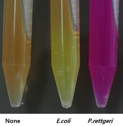 Urease 시험 : 네이버 블로그