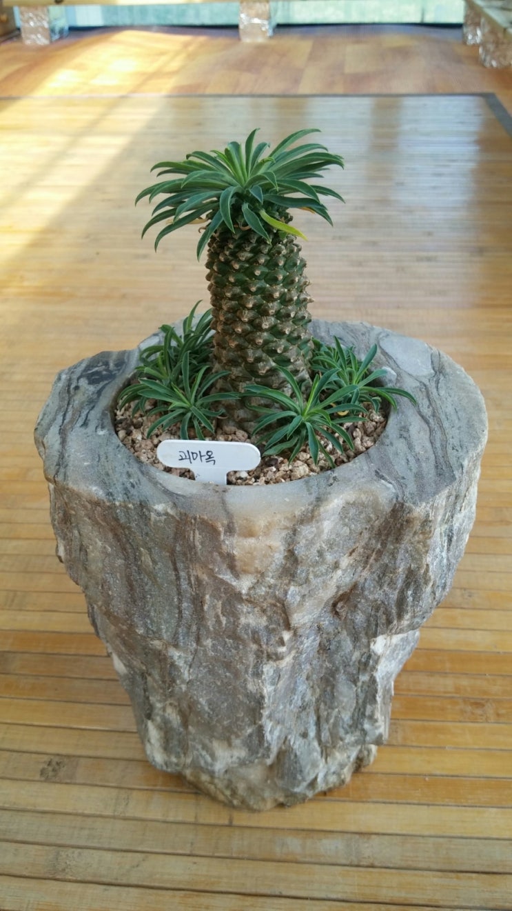 다육식물작품#1 : 네이버 블로그