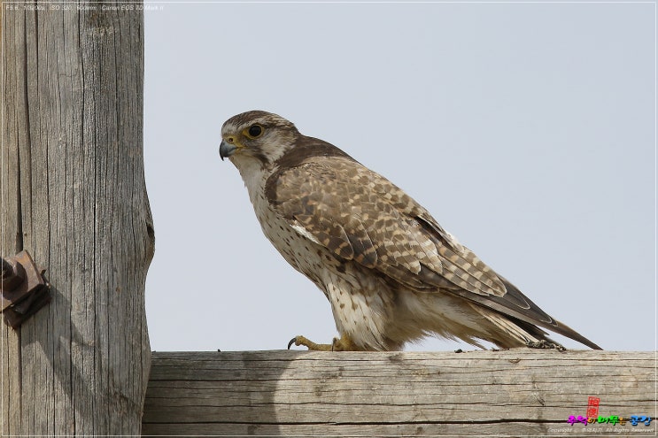 헨다손매/세이커매(Saker Falcon) - 몽골 : 네이버 블로그