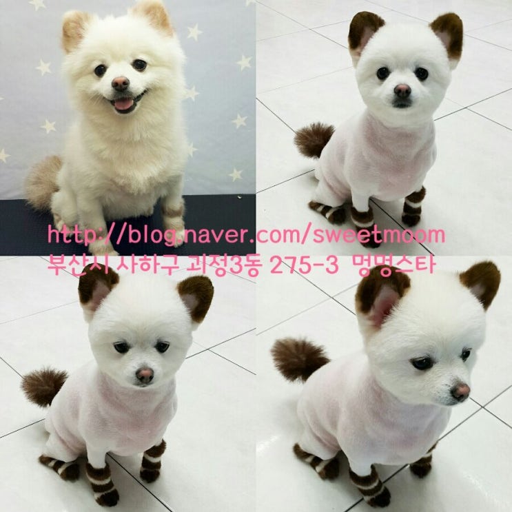 사하구 애견미용 괴정 하단 당리 대신동 다대포 장림 신평 부산 애견샵 가위컷 곰돌이컷 테디베어 너구리염색 너구리미용 폼피츠