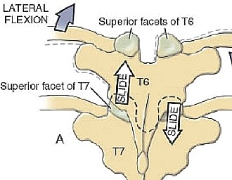 vertebra facet joint movement : 네이버 블로그