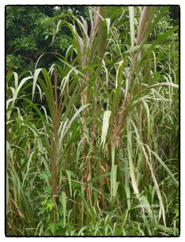 [내멋대로본초] 감자(甘蔗) : 고지혈증에 활용되는 사탕수수의 폴리코사놀(polycosanol) : 네이버 블로그