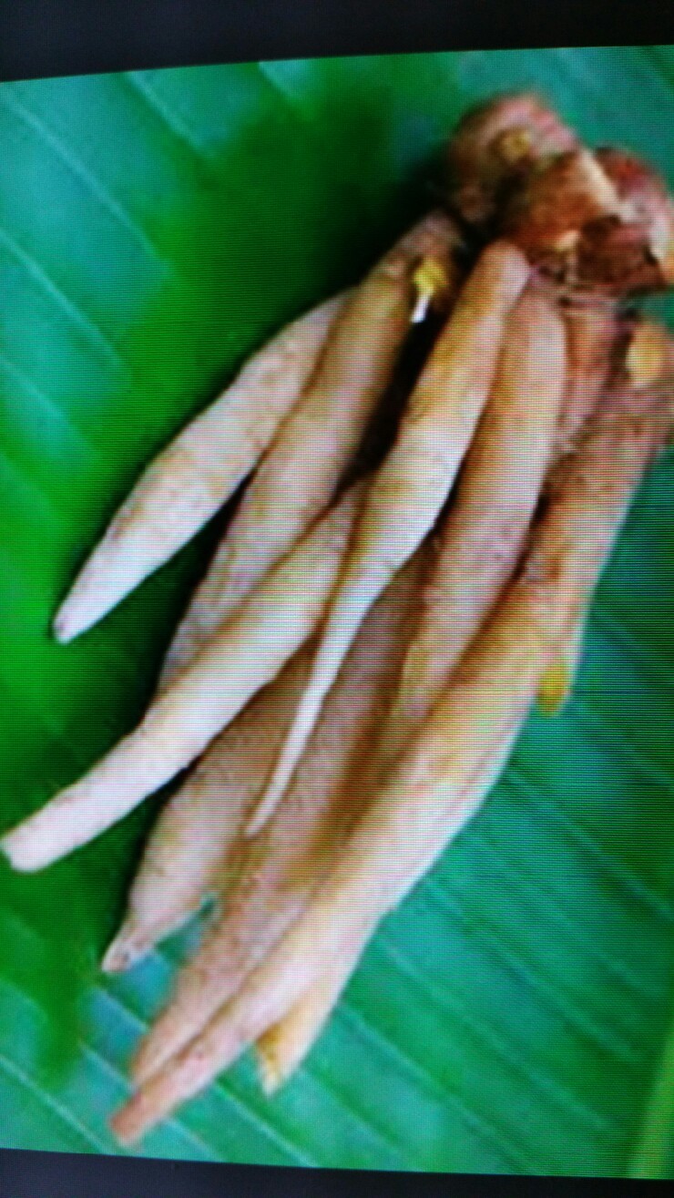 핑거루트 (finger root)의 기원및 효능 : 네이버 블로그