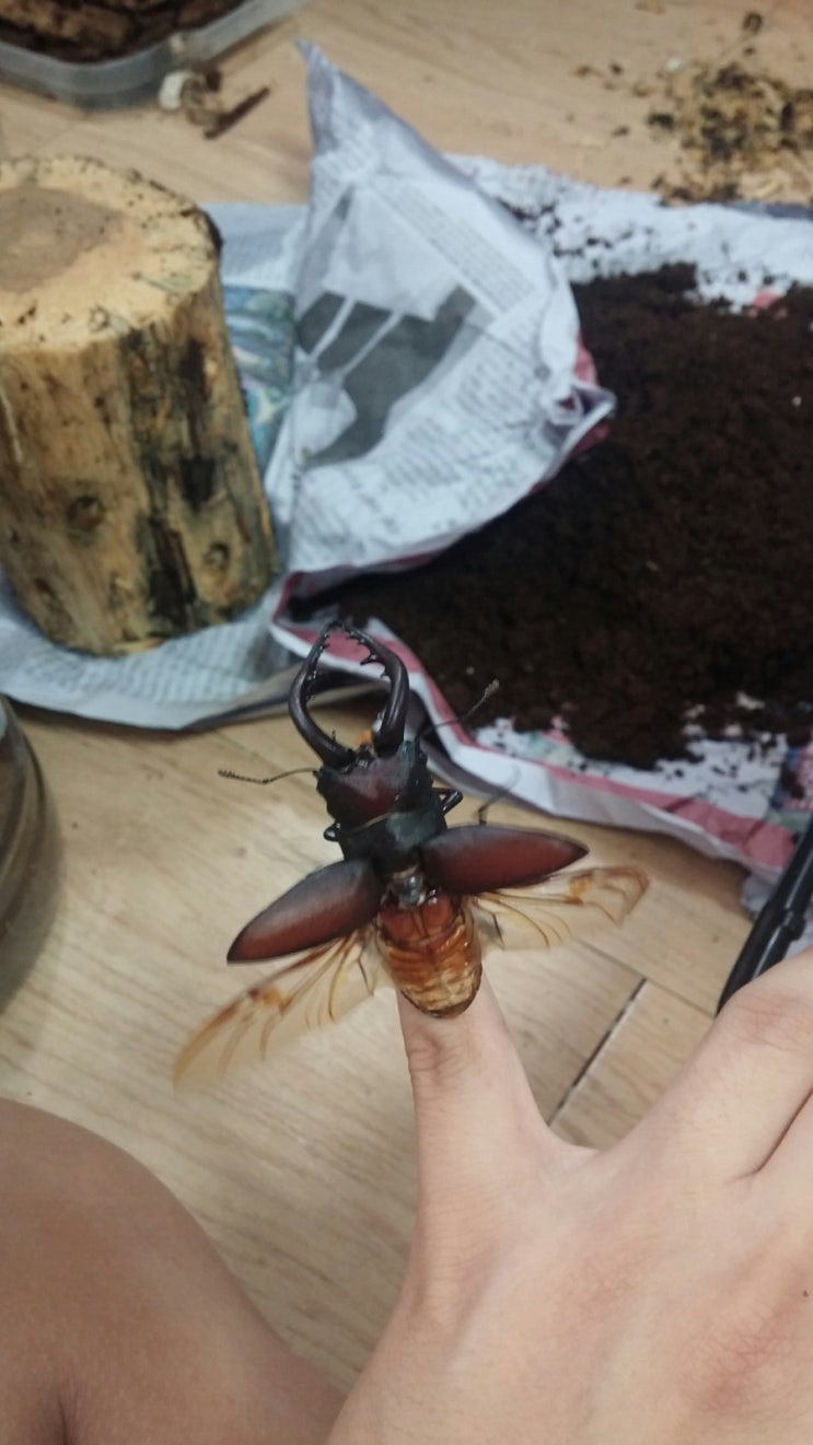 톱사슴벌레 산란세팅 네이버 블로그