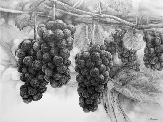 과일그림 포도 연필화 소묘 정밀묘사 송파구취미화실연필이야기 김형경 네이버 블로그