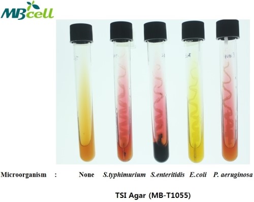 TSI (Triple Sugar Iron) Agar를 이용한 생화학 테스트 : 네이버 블로그