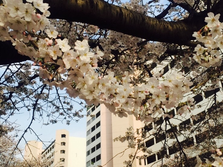 방배동 삼호 아파트 : 네이버 블로그