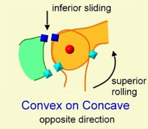 [convex-concave rules.네츄럴무브] : 네이버 블로그