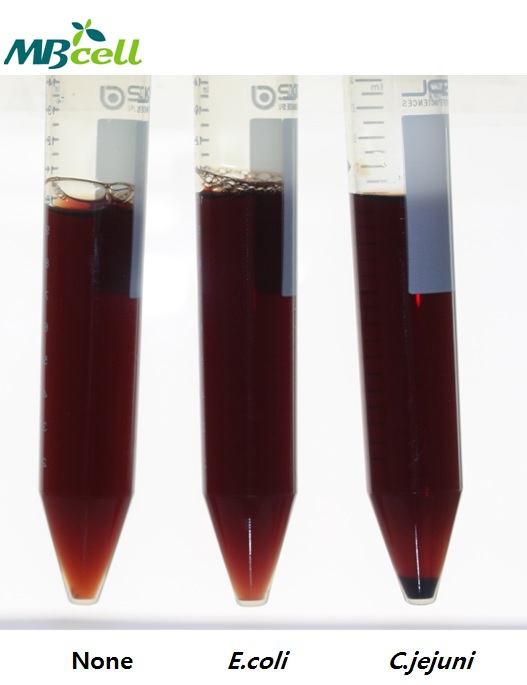 Bolton Broth MB-B2129 : 네이버 블로그