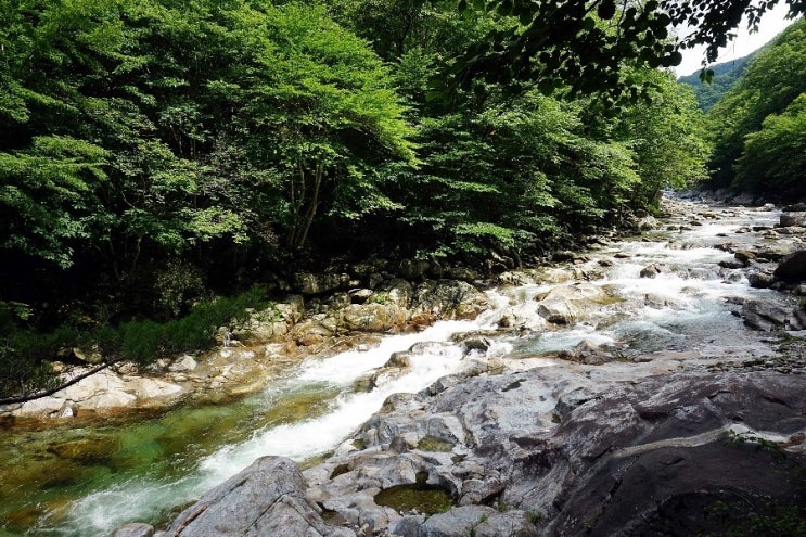 태고의생명이 살아숨쉬는 지리산국립공원 - 지리산 뱀사골 : 네이버 블로그