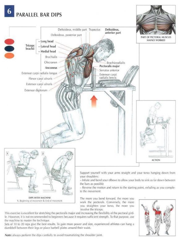 삼두근 운동 - 패러럴 바 딥 (PARALLEL BAR DIPS) : 네이버 블로그