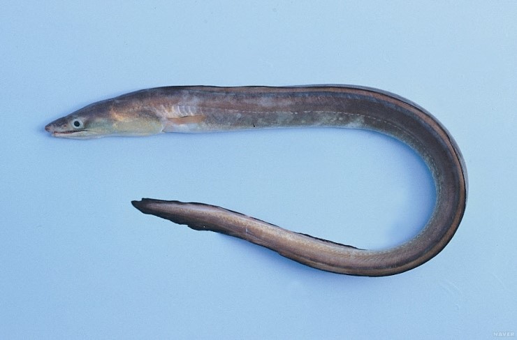 갯장어[하모(Hamo, 일본어명), (방언 : 놋장어, 개장어, 갯붕장어, 해장어, 이장어, 참장어, 노장] : 네이버 블로그