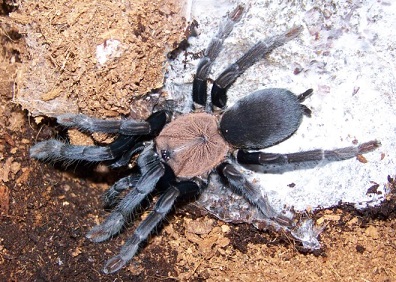 [Orphnaecus] Orphnaecus sp. cebu(Orphnaecus Cebuensis) : 네이버 블로그