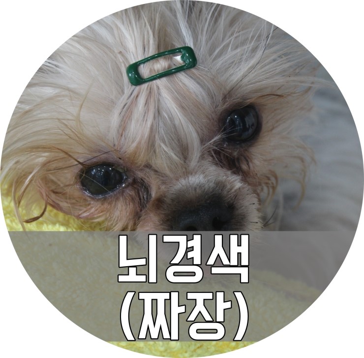 짜장이의 진료일기강아지 뇌경색 Infarction 소뇌경색보행실조사지마비기력저하 침울 강아지 뇌수막염