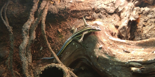 neon blue tailed gliding lizard : 네이버 블로그