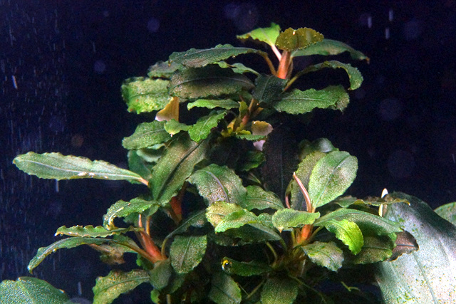 부세파란드라 카핏 술라탄 레드( Bucephalandra sp. Kapit Sulatan Red ) : 네이버 블로그