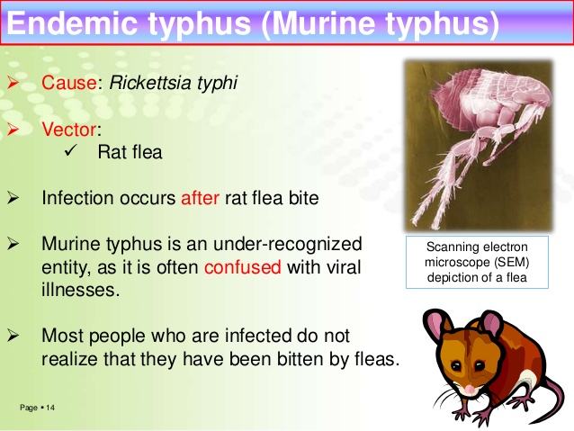 Endemic (Murine) Typhus (발진열) : 네이버 블로그