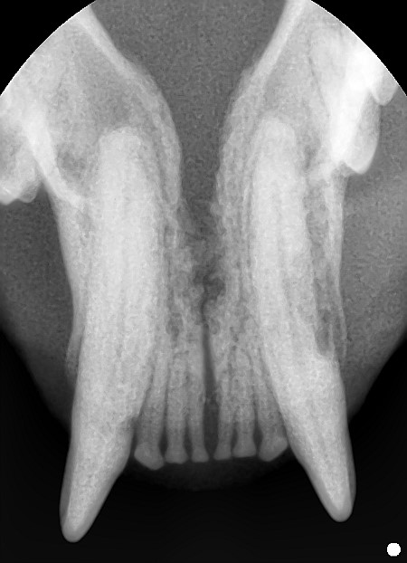 고양이 아래송곳니의 치아흡수성병변 / 고양이 FORL [치과전문동물병원] : 네이버 블로그