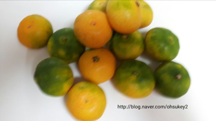 여름에 먹는 하우스귤도 꿀맛이예요 : 네이버 블로그