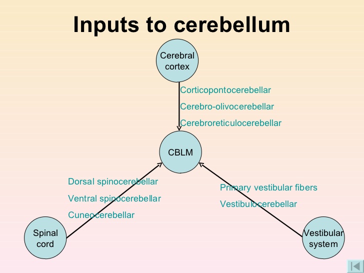 뒤척수소뇌로 (posterior spinocerebellar tract), 소뇌의 날신경섬유, Globose-emboliform ...