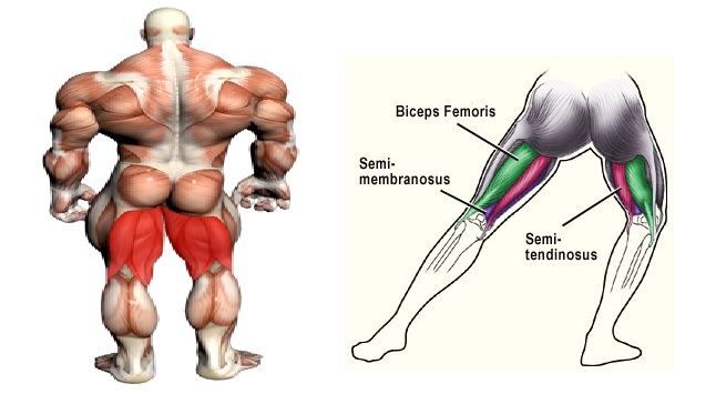 largest hamstring muscle