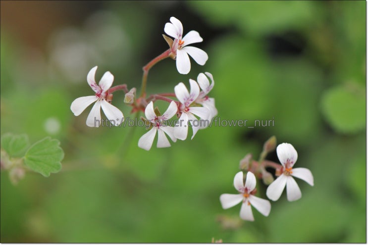 애플사이다제라늄(Pelargonium odoratissimum) : 네이버 블로그