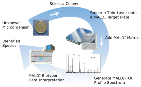 [Bruker MALDI-TOF] 미생물 동정 방법의 비교와 평가: 박테리아 동정의 최적화 된 시스템 MALDI Biotyper ...