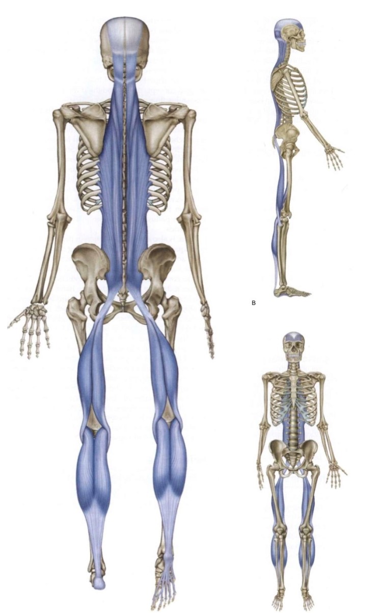 [근막경선해부학] 표면후방선(the superficial back line) 1 - 족저근막(plantar fascia ...