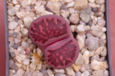 리톱스 레드바이올렛 (Lithops julii ssp. fulleri v. 'Red Violet') : 네이버 블로그