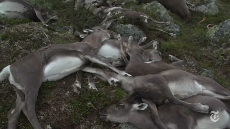 노르웨이에서 순록 300마리 체인 라이트닝 맞고 사망 (최소 323마리 이상) : 네이버 블로그