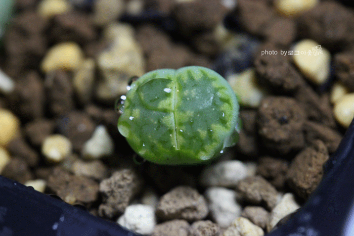 Lithops fullergreen c56a : 네이버 블로그