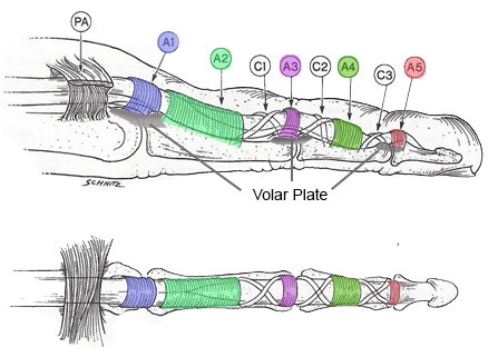 방아쇠 손가락(Trigger finger) : 네이버 블로그