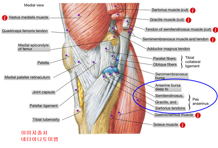 pes anserine bursitis(거위발점액낭염) : 네이버 블로그