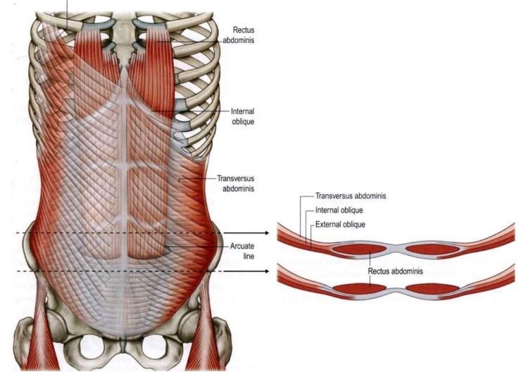 [근막경선해부학] 표면전방선(the superficial front line) 2 - 복직근부터 두피근막까지 : 네이버 블로그