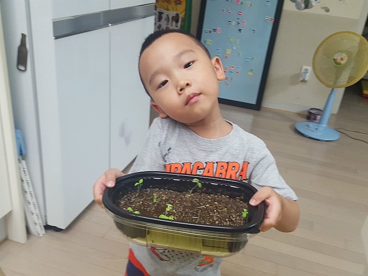 5살 아들과 함께하는 옥상텃밭 가을 농사 시작 쌈배추 양상추 당근 씨앗에서 귀여운 싹이 돋아났어요 잡초를 뽑아줘요