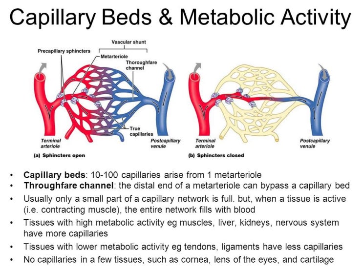 capillary bed : 네이버 블로그