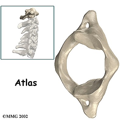 고리뼈 (atlas bone) 환추 C1 : 네이버 블로그