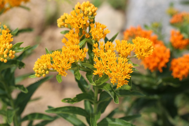 Asclepias tuberosa 'Hello Yellow' 투베로사금관화 게이 버터플라이스 ,금관화.아스클레피아스 : 네이버 블로그