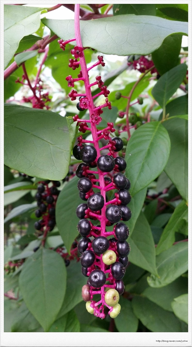 미국자리공(Poke-berry) 여전히 핍박받다. - 지표식물, 垂序商陆,풀꽃나무열매 이야기 : 네이버 블로그
