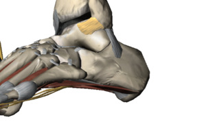 ATFL. CFL. PTFL : 네이버 블로그