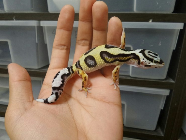 레오파드게코 모프 밴딧 정글 라벤다 (밴딧과 볼드의 차이점에 대하여) : 네이버 블로그